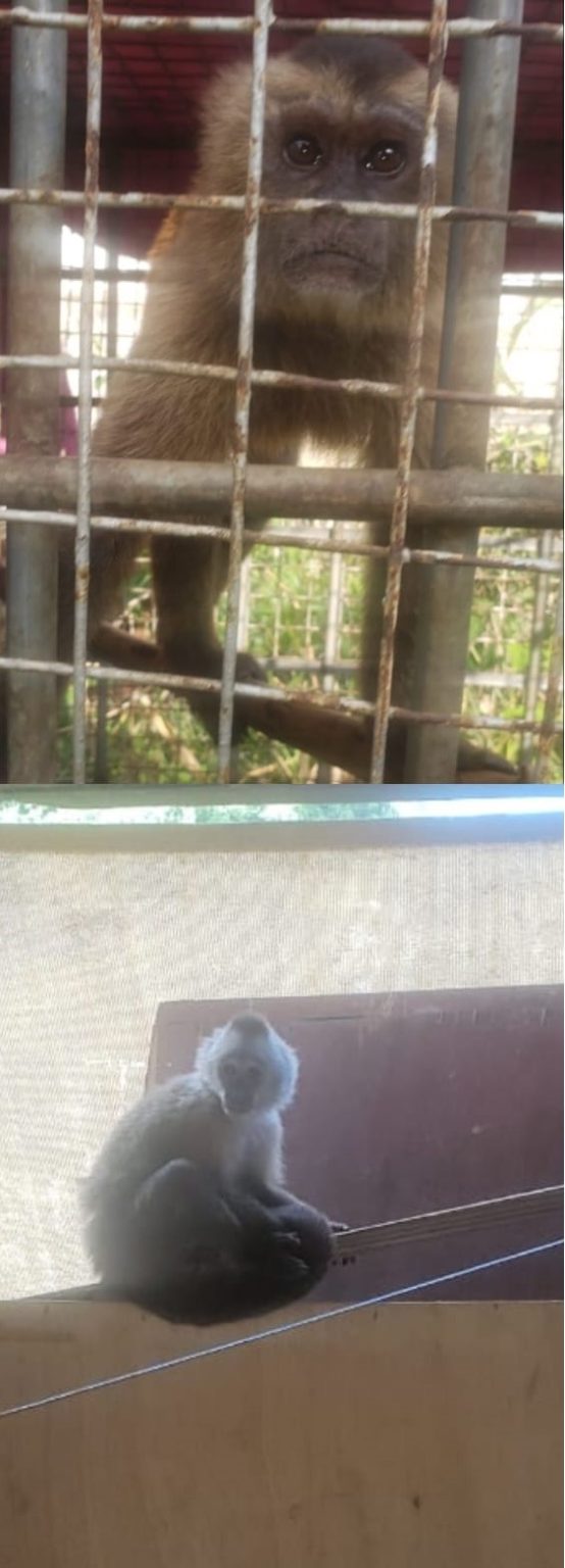 Golden-Winged Parakeets, Capuchin Monkeys found in Diego Martin - AZP News